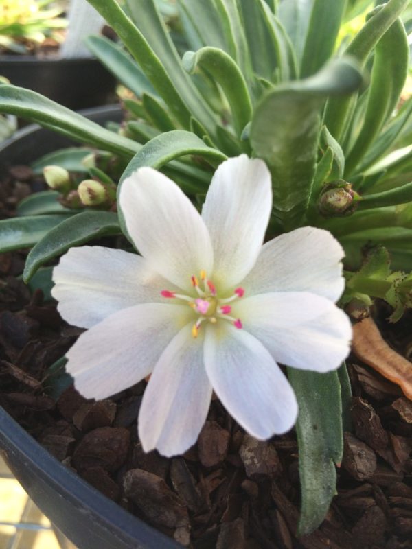 Lewisia longipetala Snowberry - D'arcy and Everest