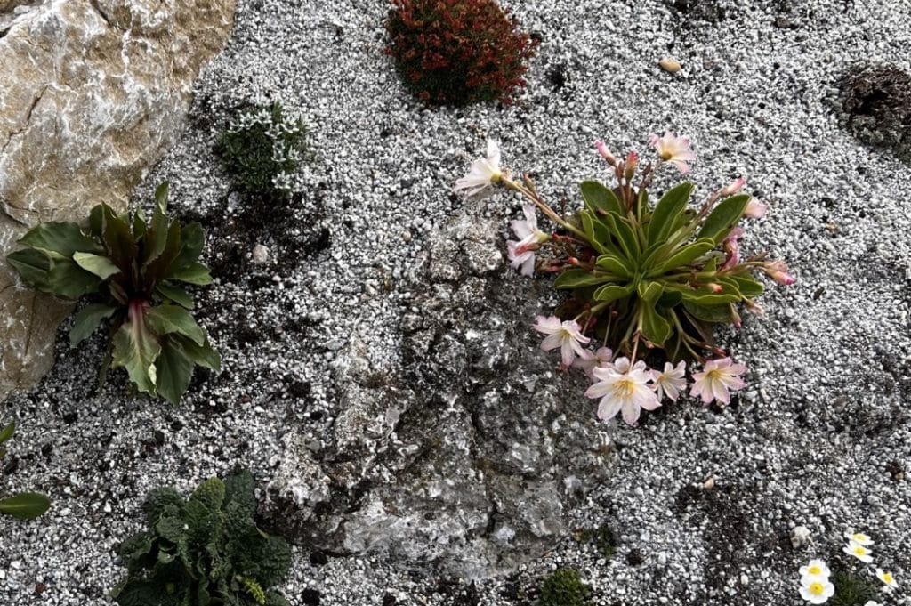Lewisia tweedyi AGM (Lewisiopsis tweedyi) - D'arcy and Everest