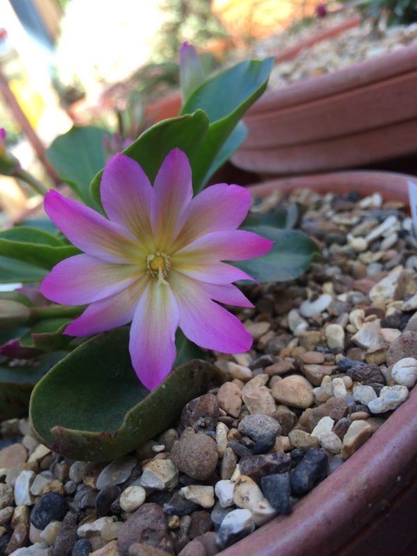 Lewisia tweedyi AGM (Lewisiopsis tweedyi) - D'arcy and Everest
