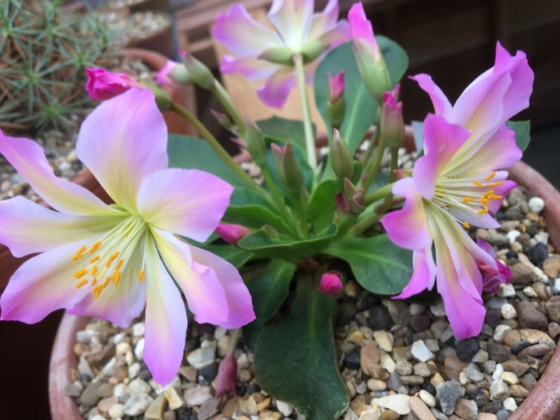 Lewisia tweedyi AGM (Lewisiopsis tweedyi) - D'arcy and Everest