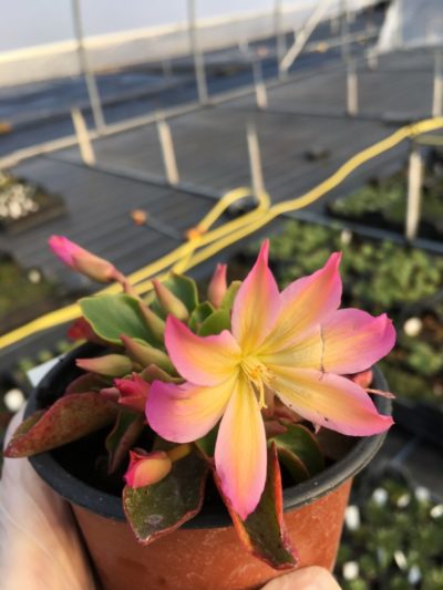 Lewisia tweedyi AGM (Lewisiopsis tweedyi) - D'arcy and Everest