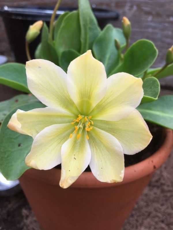 Lewisia tweedyi AGM (Lewisiopsis tweedyi) - D'arcy and Everest