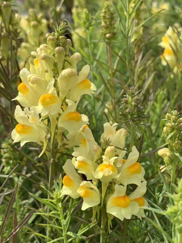 Linaria vulgaris - D'arcy and Everest