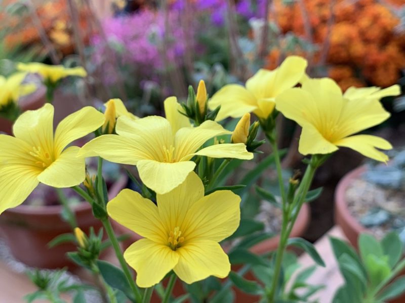 Linum flavum compactum - D'arcy and Everest