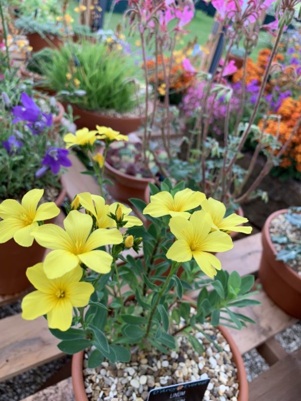 Linum flavum compactum - D'arcy and Everest