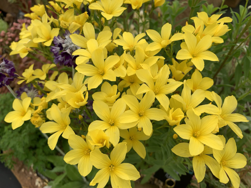 Linum flavum compactum - D'arcy and Everest