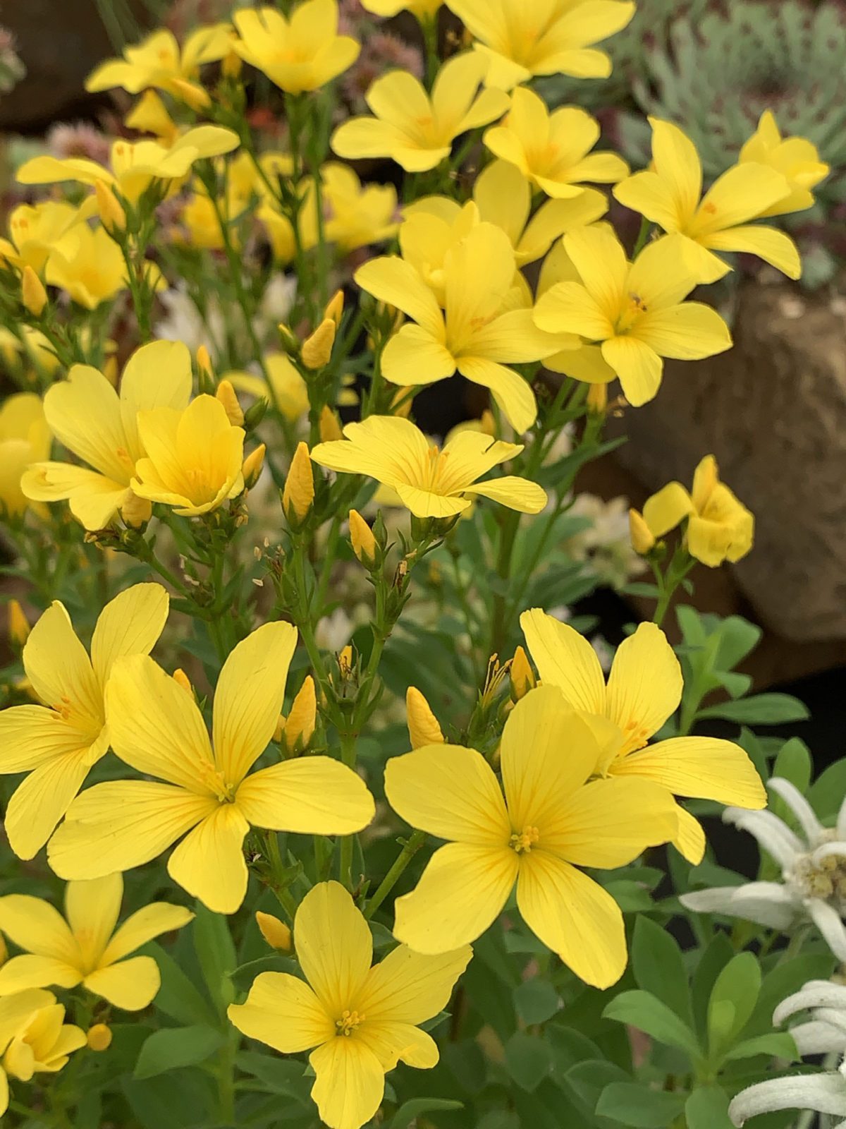 Linum flavum compactum - D'arcy and Everest