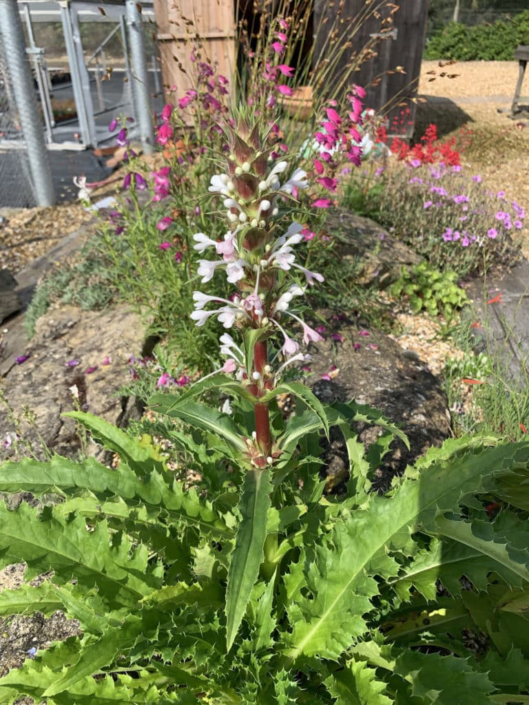 Morina longifolia - D'arcy and Everest