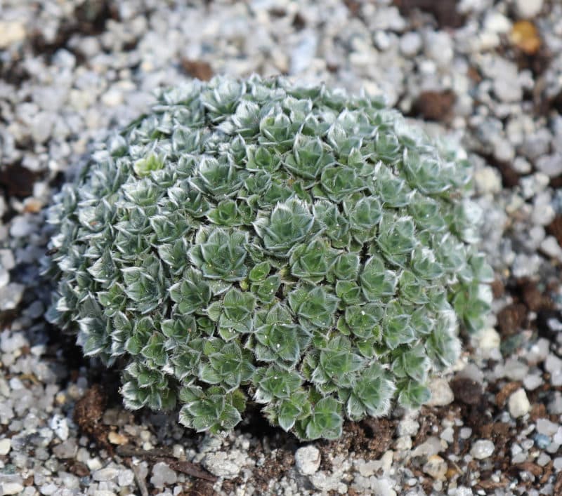 Myosotis pulvinaris - D'arcy and Everest