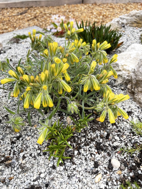 Onosma taurica AGM ( Onosma rigida ) - D'arcy and Everest
