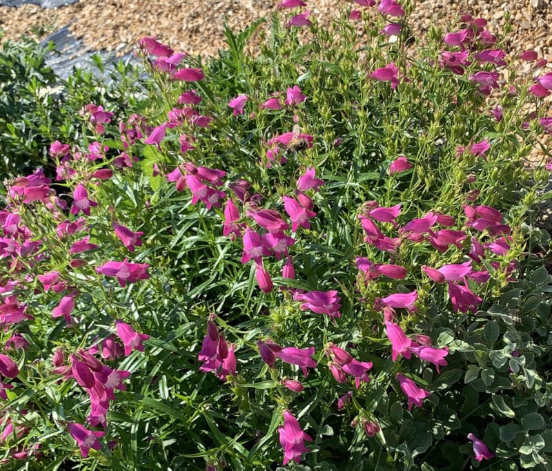 Penstemon x mexicale sunburst ruby - D'arcy and Everest