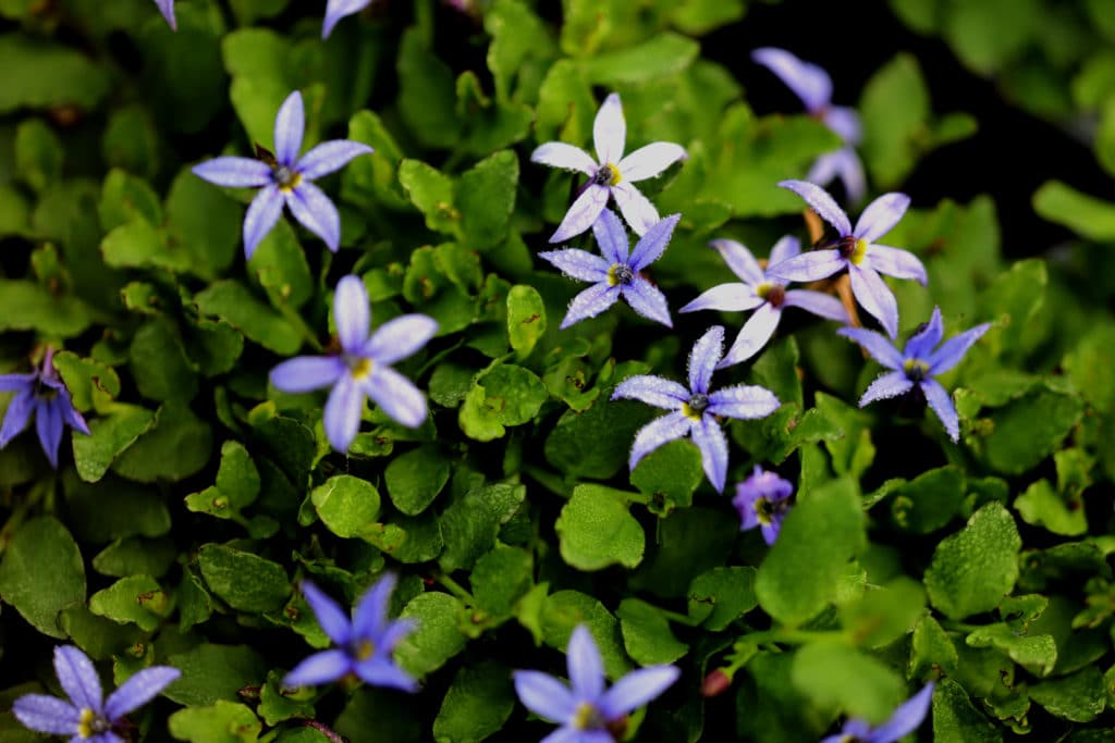 Pratia pedunculata County Park - D'arcy and Everest