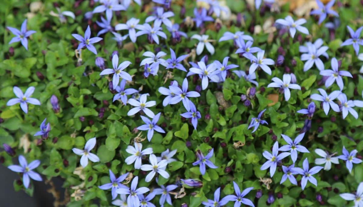 Pratia pedunculata County Park - D'arcy and Everest