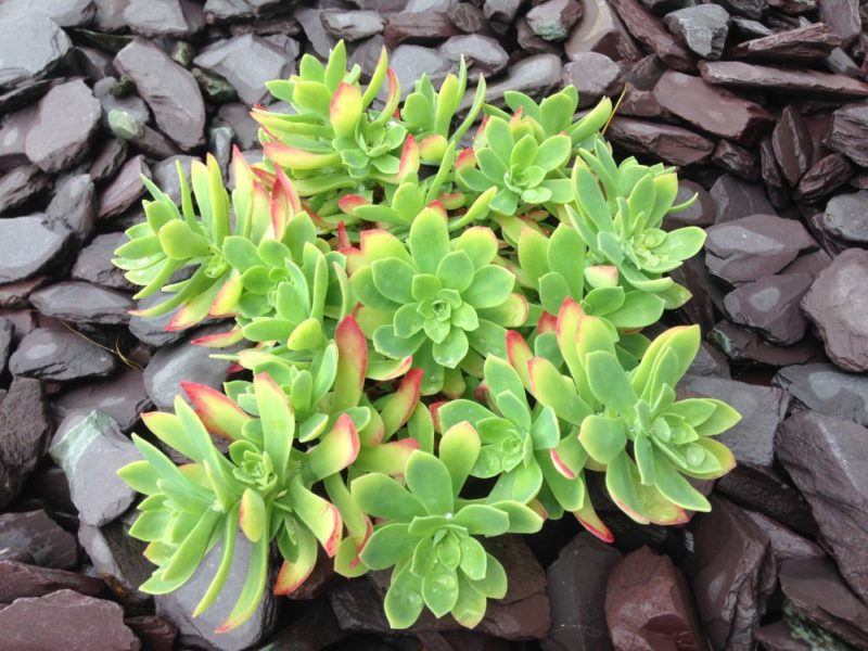 Sedum Palmeri - D'arcy and Everest