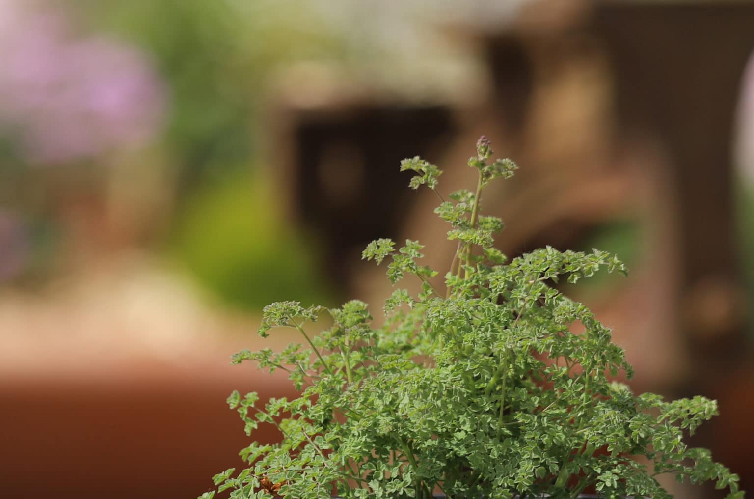 Thalictrum alpinum - D'arcy and Everest