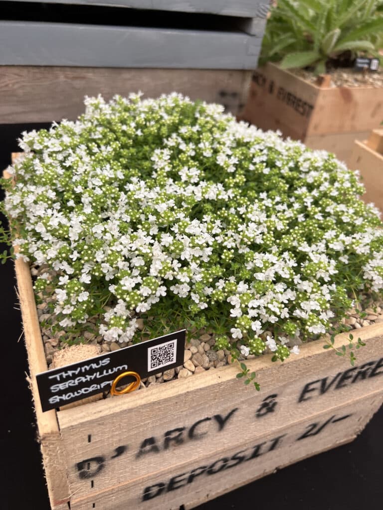 Thymus serphyllum Snowdrift - D'arcy and Everest