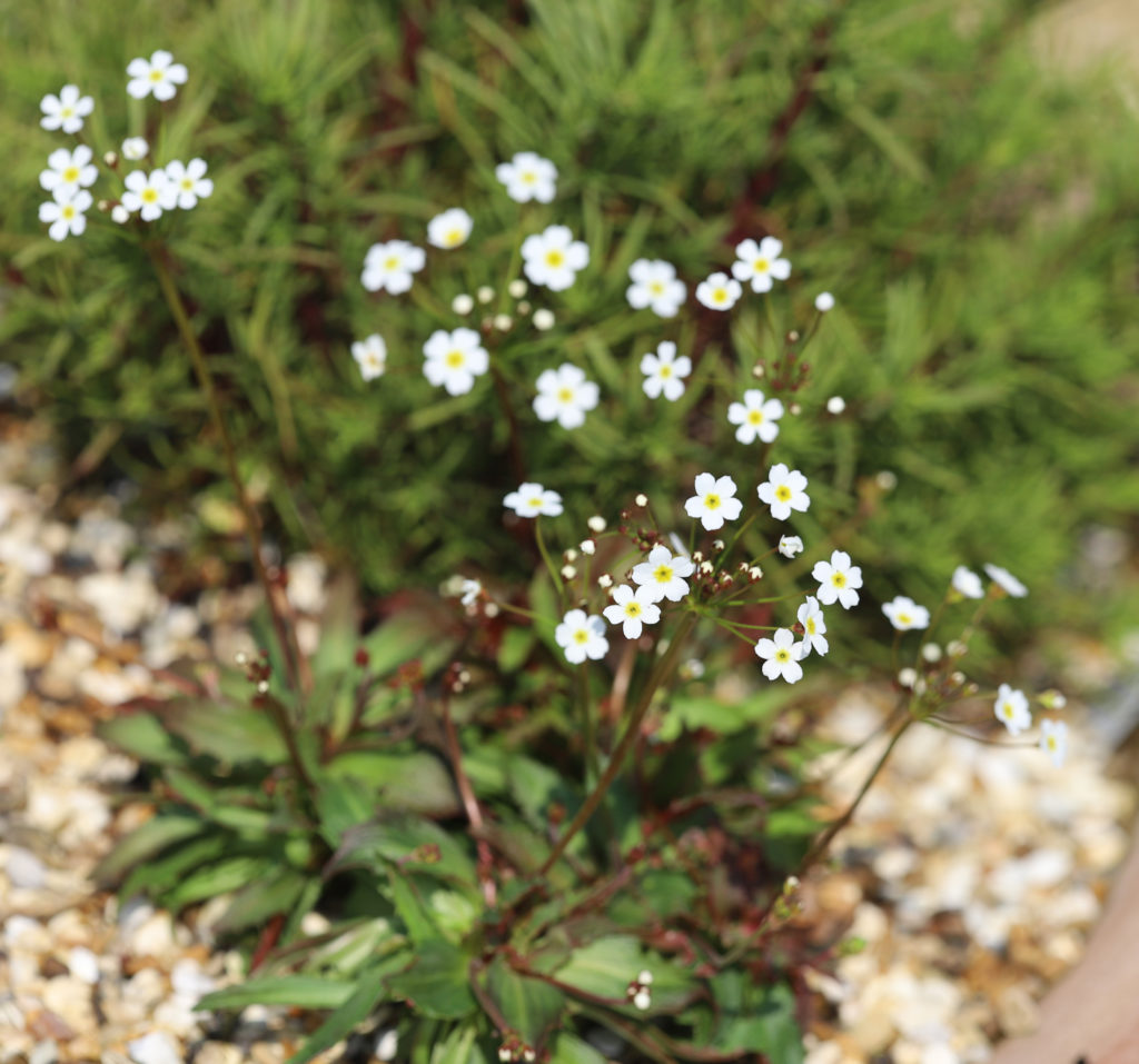 Androsace Septentrionalis Stardust - D'arcy and Everest