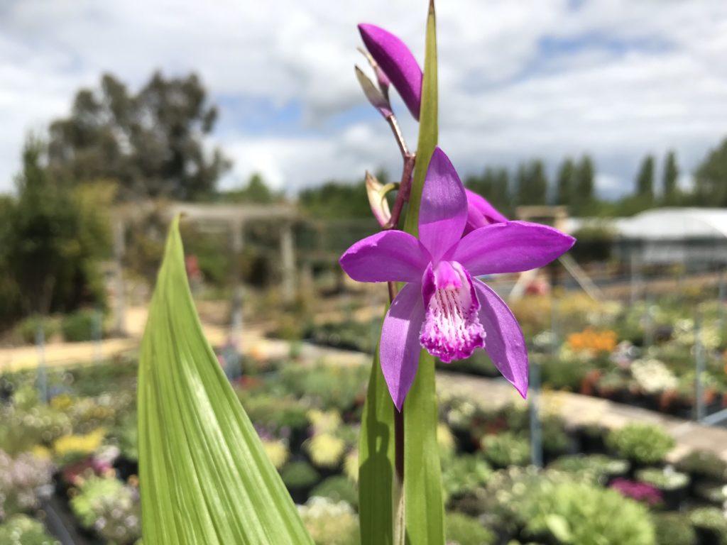 Bletilla striata AGM - D'arcy and Everest