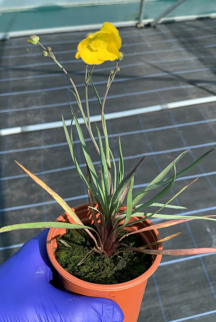Ranunculus gramineus AGM - D'arcy and Everest