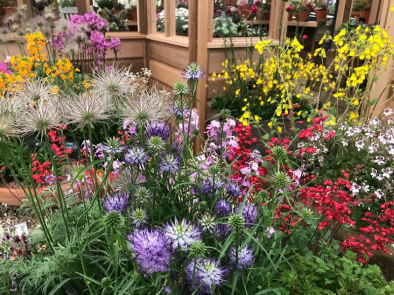 Alpine bowl - D'arcy and Everest