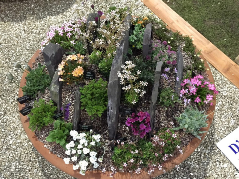 Alpine bowl - D'arcy and Everest