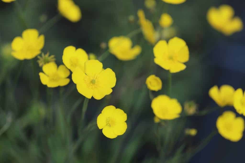 Ranunculus gramineus AGM - D'arcy and Everest