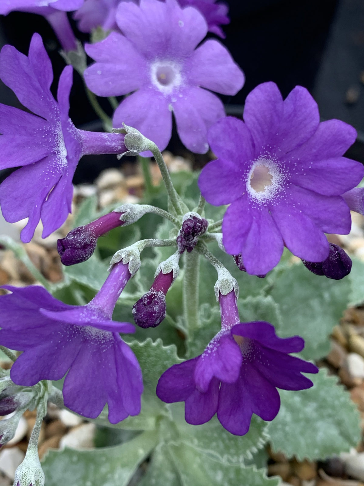 Primula marginata 'Aurora' - D'arcy and Everest