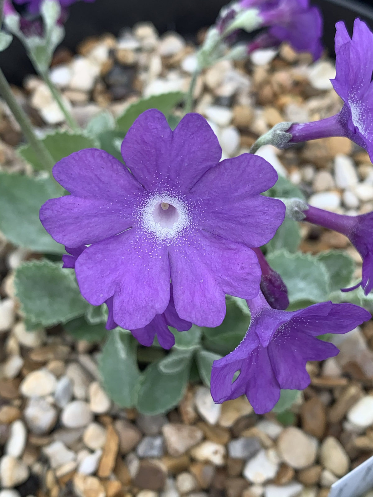 Primula marginata 'Aurora' - D'arcy and Everest