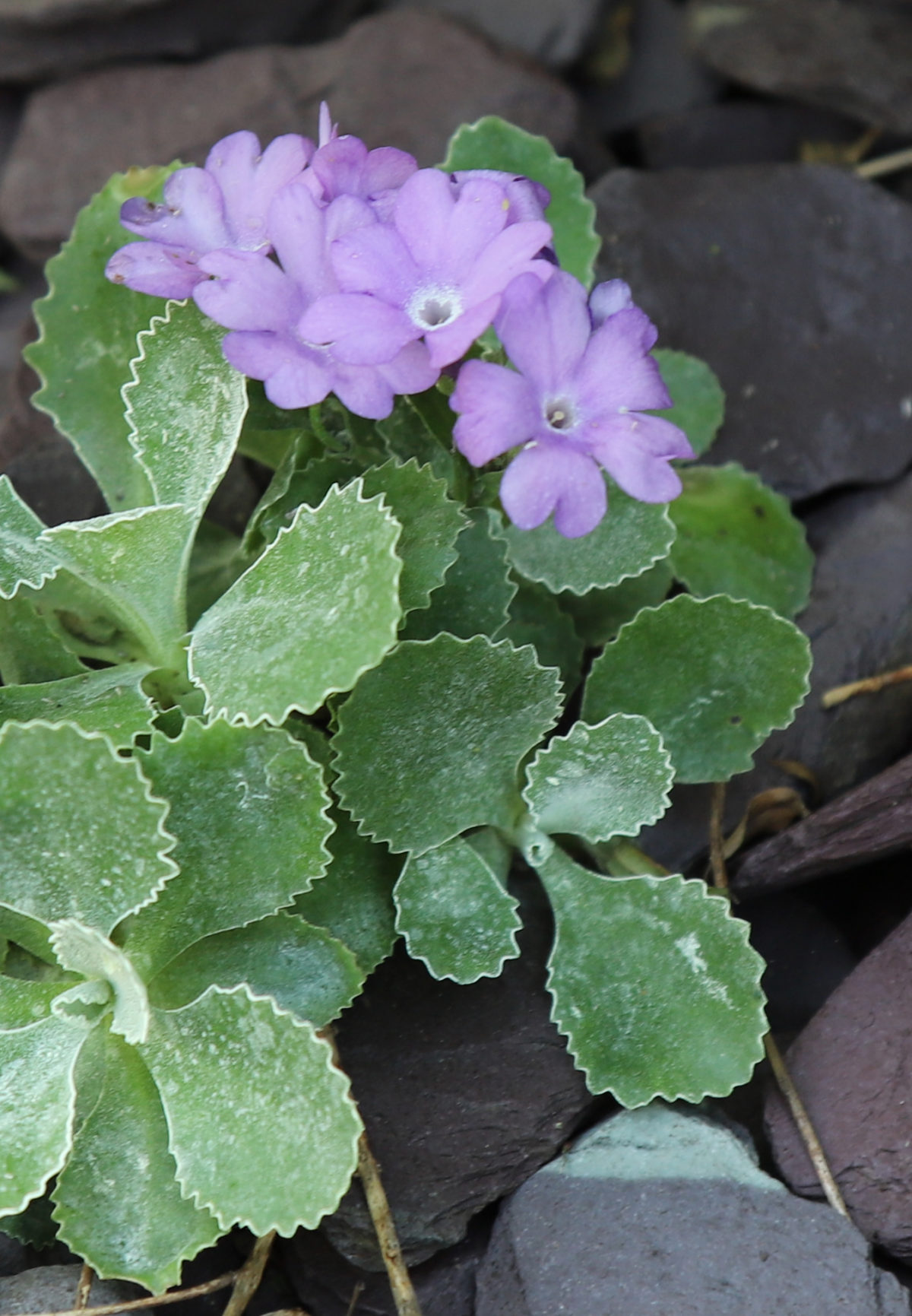 Primula marginata 'Aurora' - D'arcy and Everest