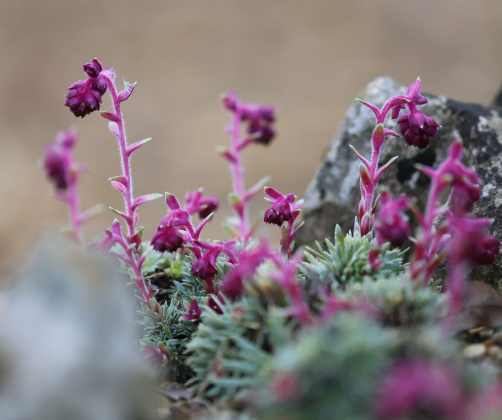 Saxifraga x biasolttoi - D'arcy and Everest