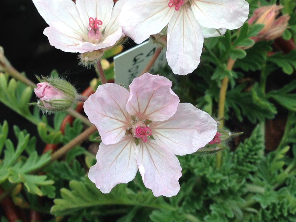 Erodium chrysanthum 'Pink Form' - D'arcy and Everest