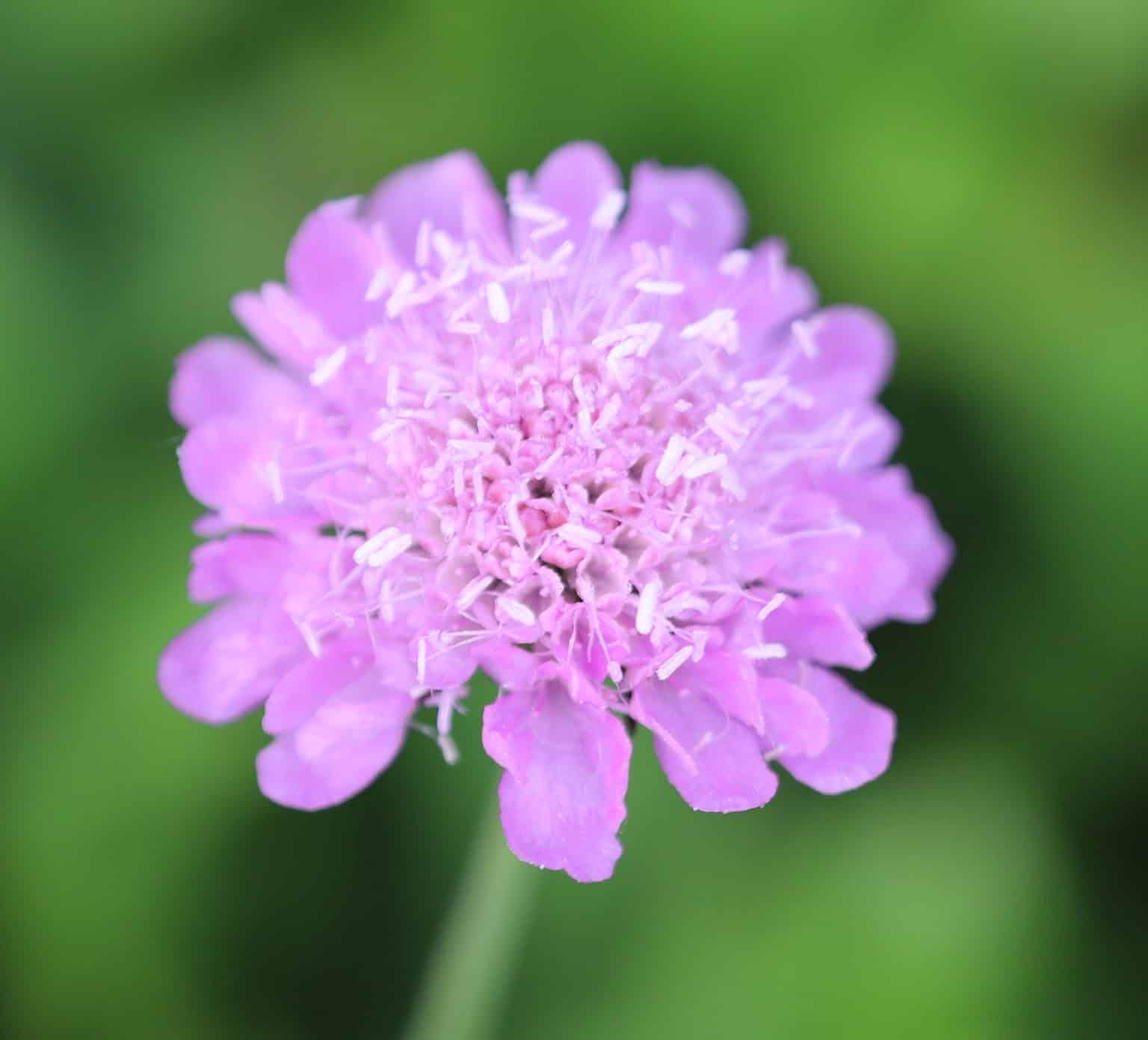 Knautia macedonica midget mauve (Scabiosa rumelica) - D'arcy and Everest