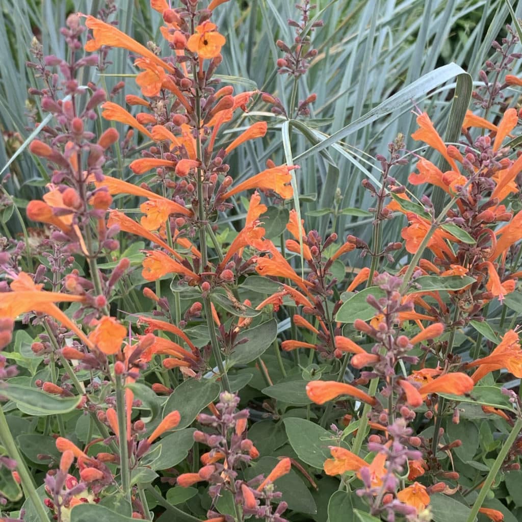 Agastache Aurantiaca-Hybr. 'Tango' - D'arcy and Everest