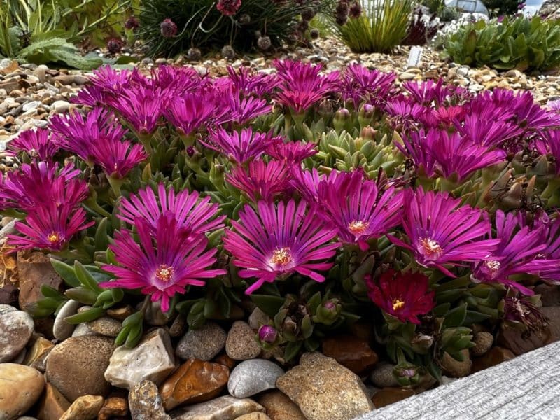 Delosperma 'Pink Flame' - D'arcy and Everest