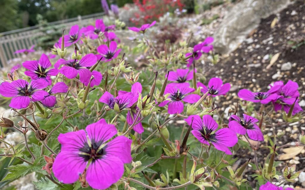 Geranium psilostemon - D'arcy and Everest