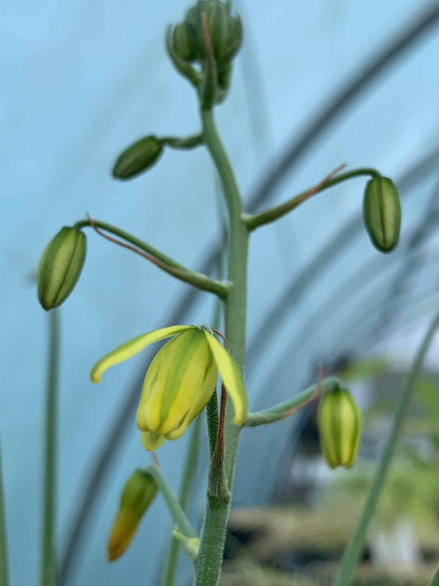Albuca Canadensis - D'arcy and Everest