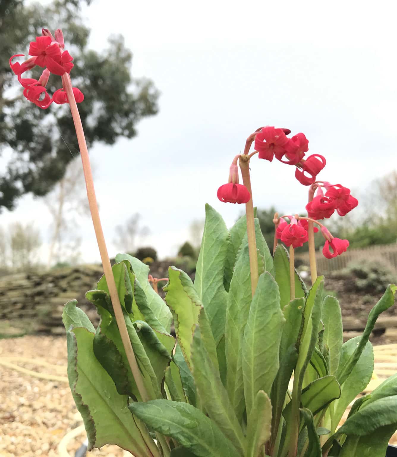 Primula maximowiczii - D'arcy and Everest