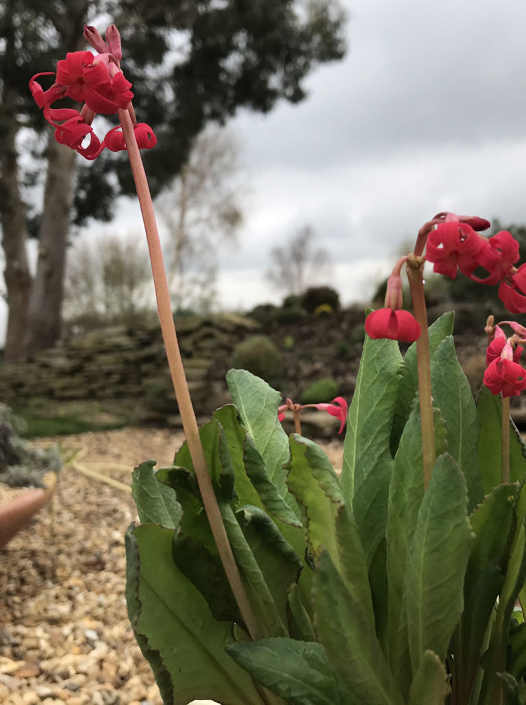 Primula maximowiczii - D'arcy and Everest