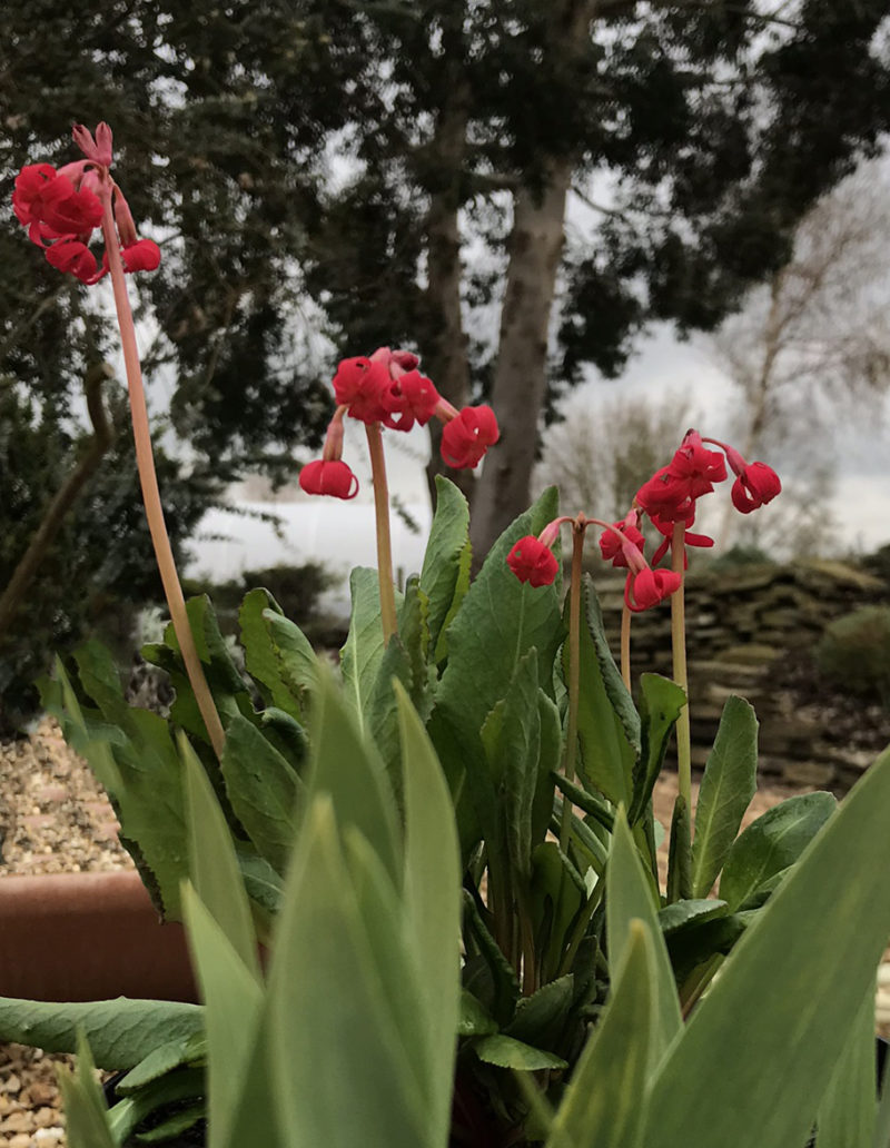 Primula maximowiczii - D'arcy and Everest