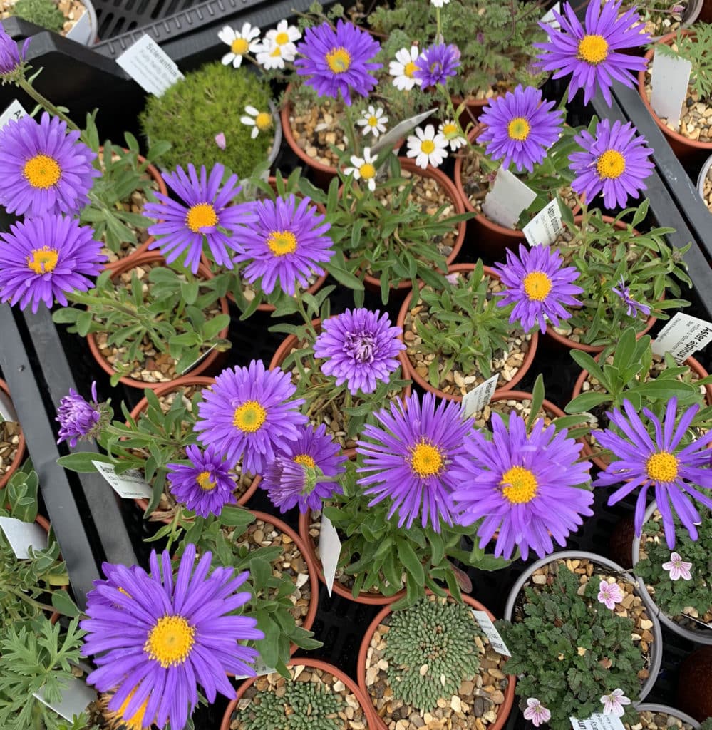 Aster alpinus 'Dark Beauty' - D'arcy and Everest