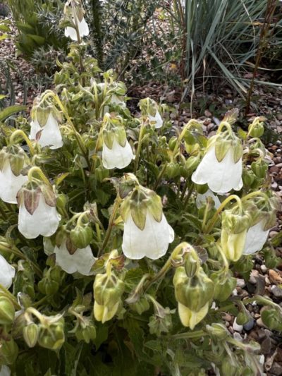 Campanula pendula (Symphyandra pendula) - D'arcy and Everest