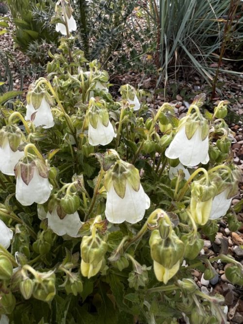 Campanula pendula (Symphyandra pendula) - D'arcy and Everest