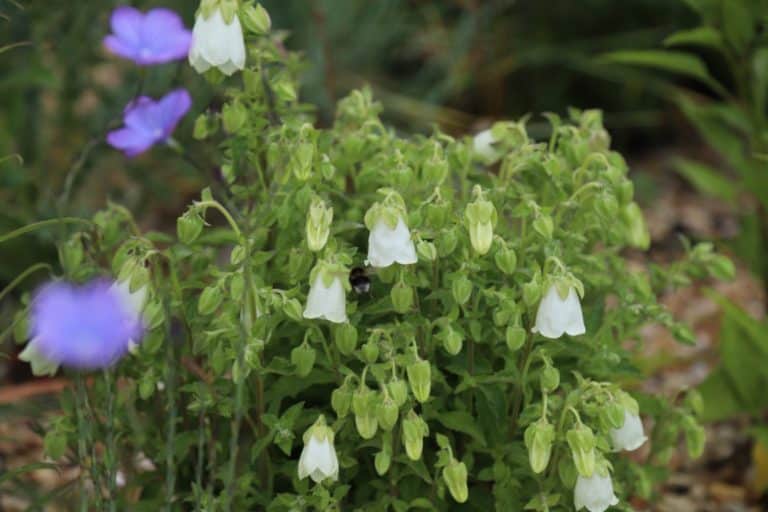 Campanula pendula (Symphyandra pendula) - D'arcy and Everest