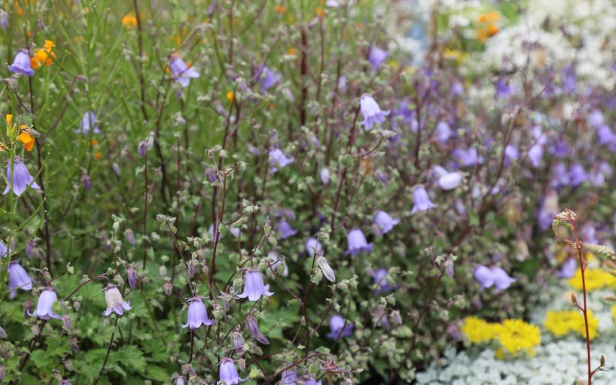 Campanula zanzegura (Symphyandra zanzegura) - D'arcy and Everest