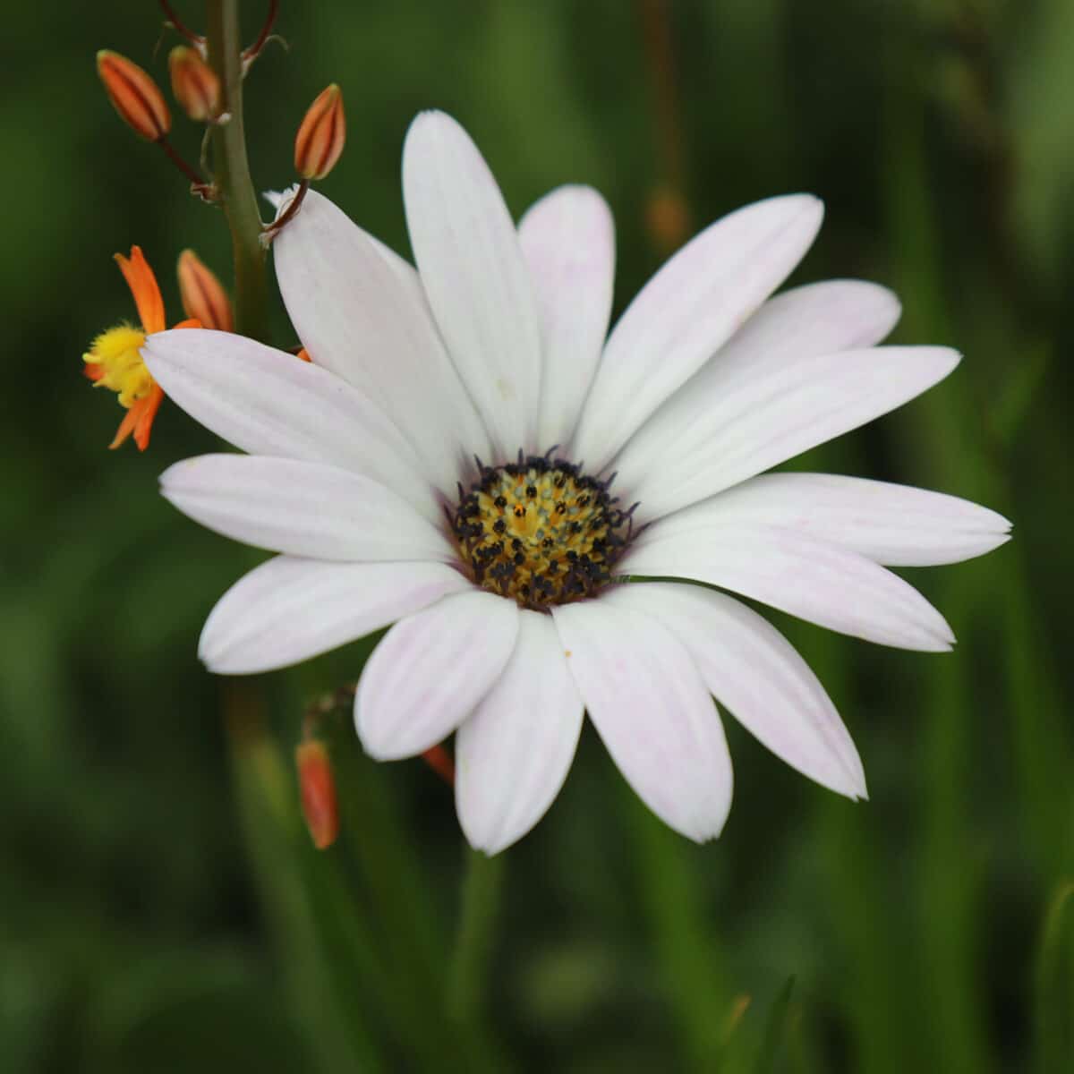 Osteospermum Westwood White - D'arcy and Everest
