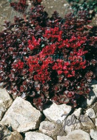 Sedum spurium 'Voodoo' - D'arcy and Everest