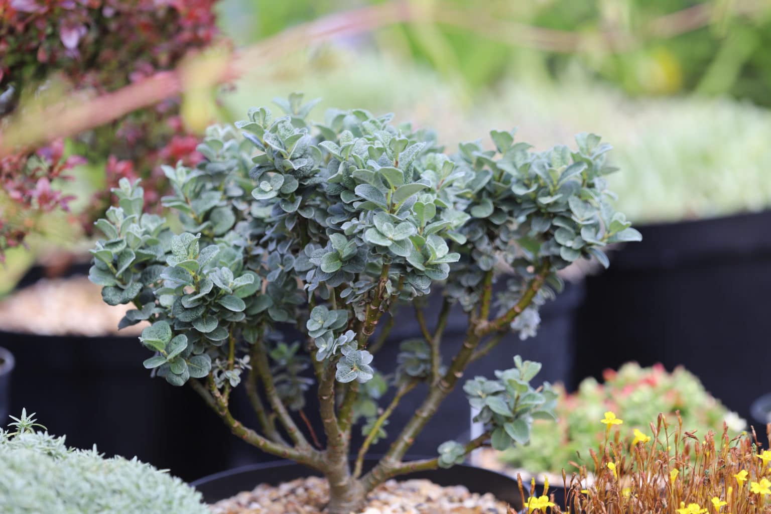 Salix Boydii - D'arcy and Everest