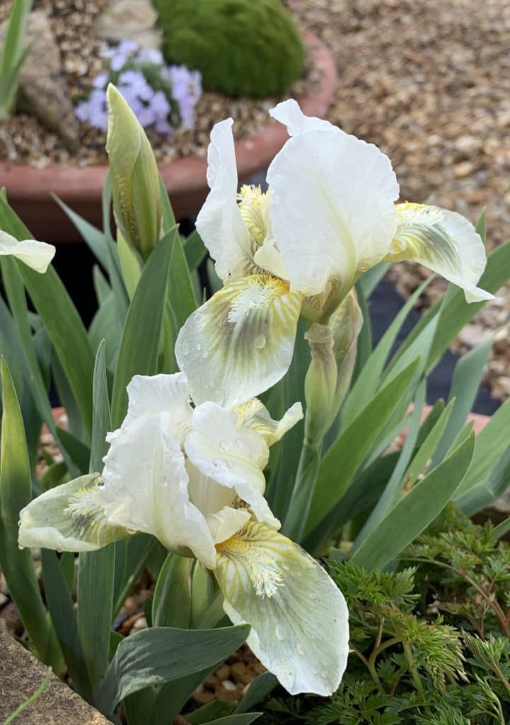 Iris Green Spot - D'arcy and Everest