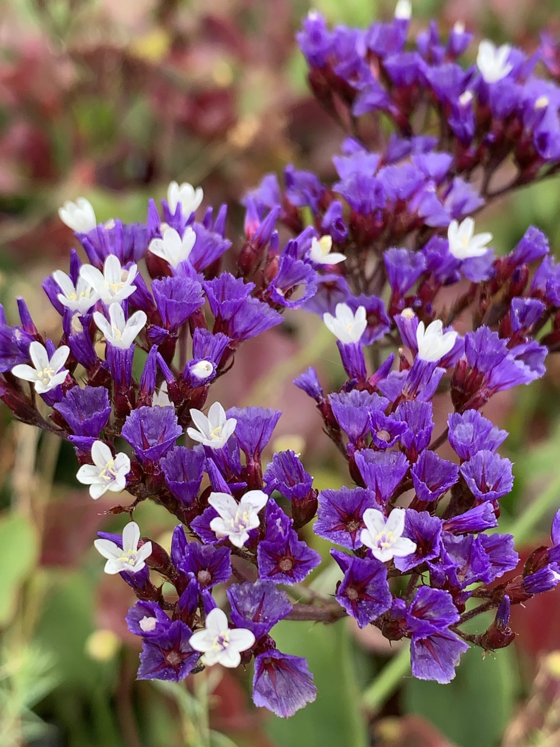 Limonium perezii - D'arcy and Everest