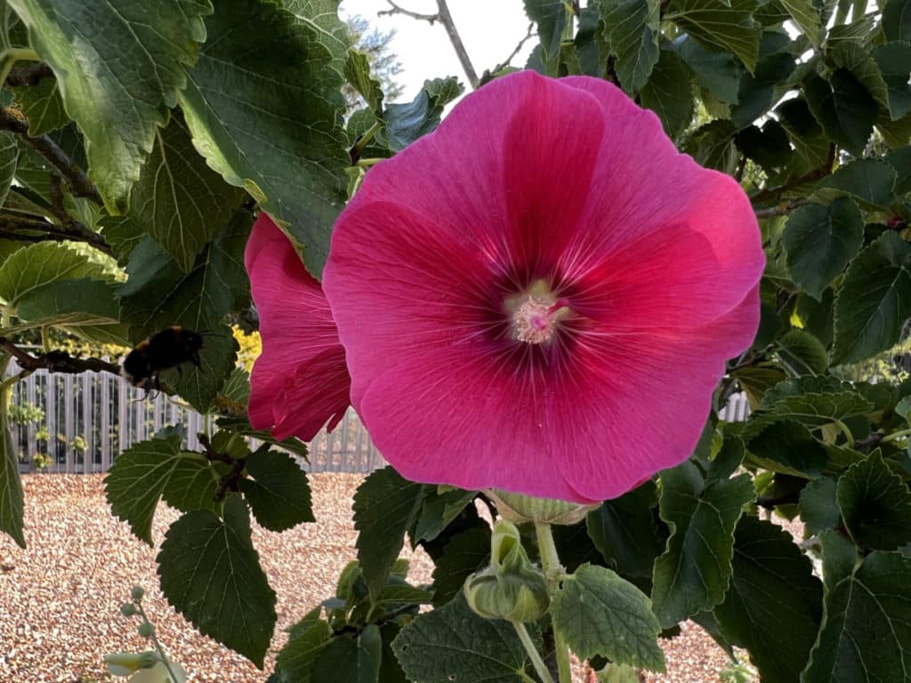 Alcea rosea-hybr spotlight series Radiant Rose - D'arcy and Everest